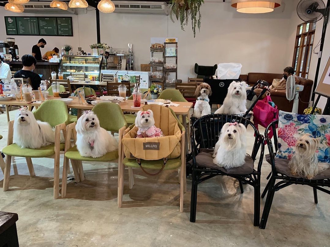 Big Dog Cafe "คาเฟ่หมาใหญ่ใจดี"[Big Dog Cafe "คาเฟ่หมาใหญ่ใจดี"] - Ryoii