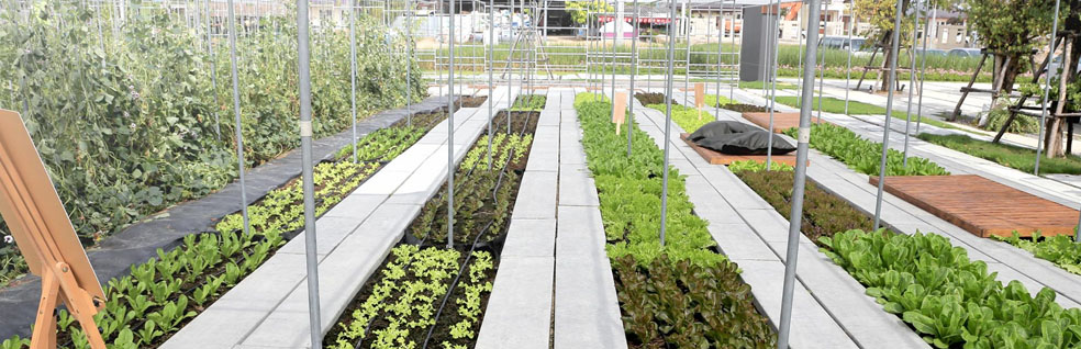 CORO FIELD[CORO FIELD] - Ryoii