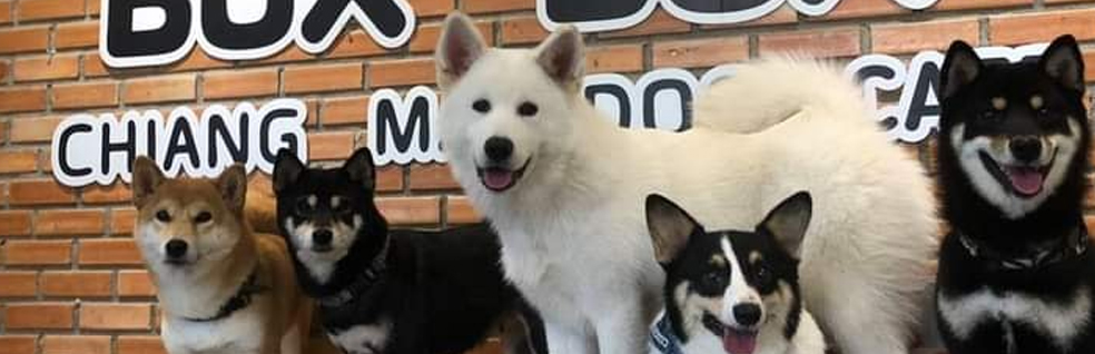 Box Box Dog Cafe[Box Box Dog Cafe] - Ryoii